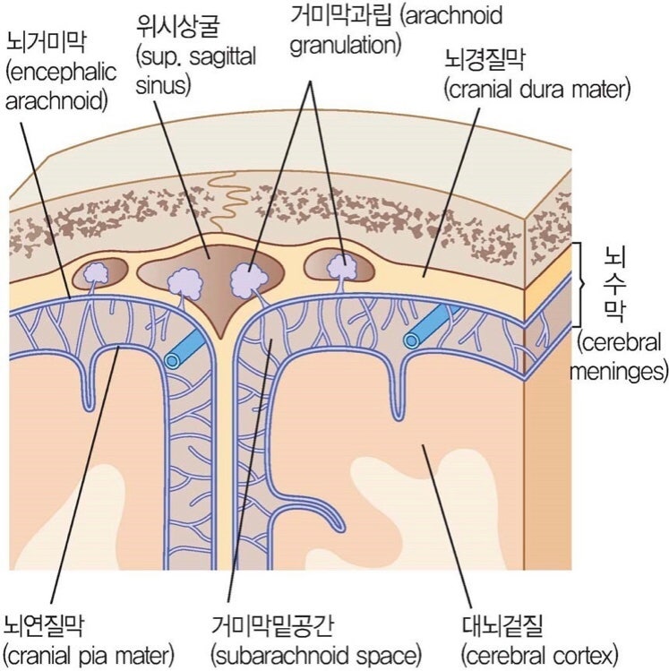 낭만닥터 김사부1 의학용어 정리 - ECMO, 압네아, 캐뉼라 (6/1 추가) : 네이버 블로그