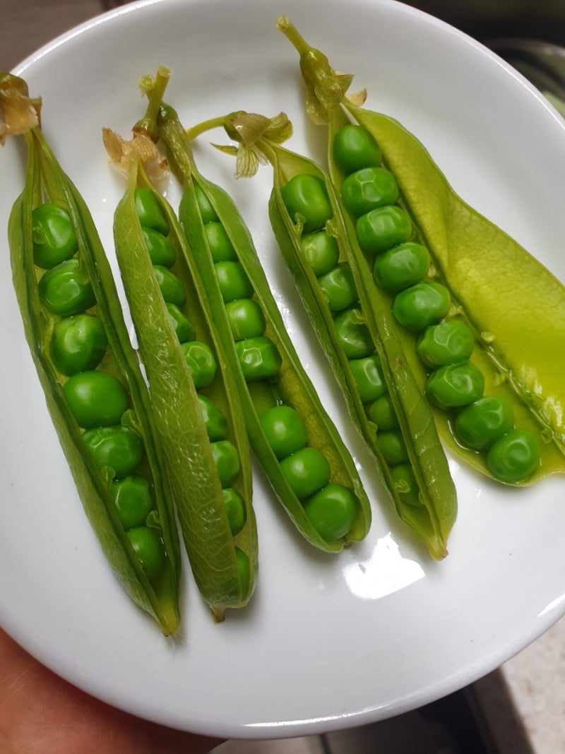 완두콩 수확 시기 아는 방법 마른 꽃받침 And 콩껍질 무늬 완두콩 키우기수확 후 삶는 법 네이버 블로그