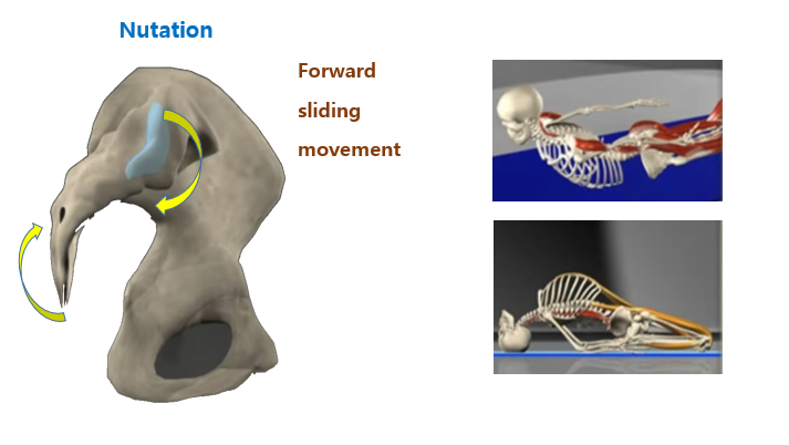 엉치엉덩관절의 뉴테이션(nutation) 카운터뉴테이션(counternutation) : 네이버 블로그
