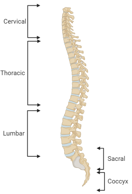 엉치엉덩관절의 뉴테이션(nutation) 카운터뉴테이션(counternutation) : 네이버 블로그