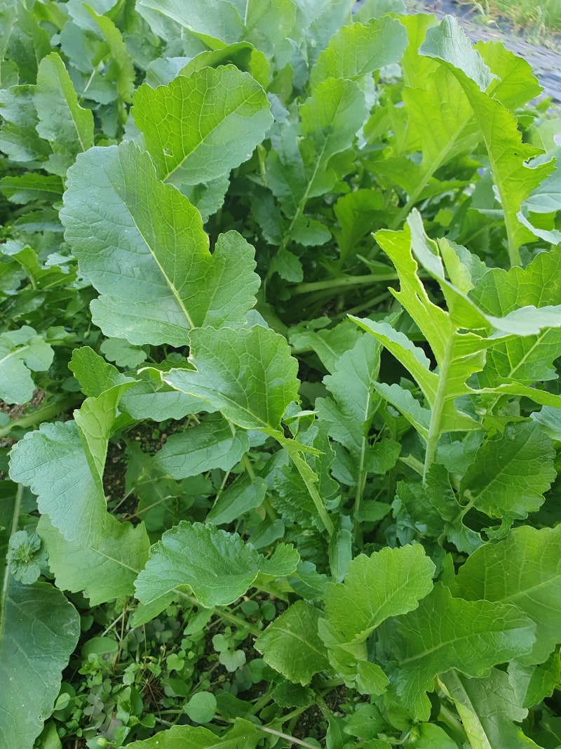 열무 심는시기 씨앗 파종시기 씨뿌리기 수확시기 키우기 심는법 네이버 블로그