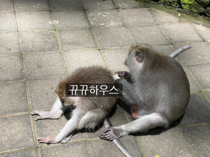 발리 여행 일정 정리 우붓 스미냑 등 일주일 코스 추천 네이버 블로그