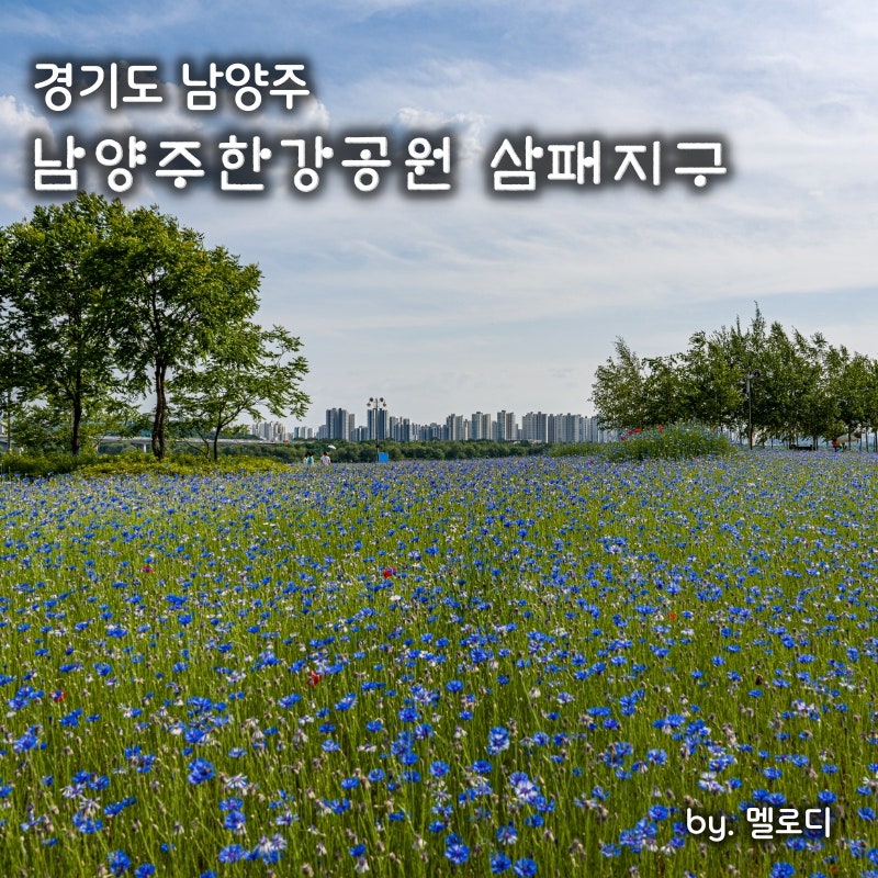 한강 피크닉 장소 남양주한강공원 삼패지구 수레국화 네이버 블로그