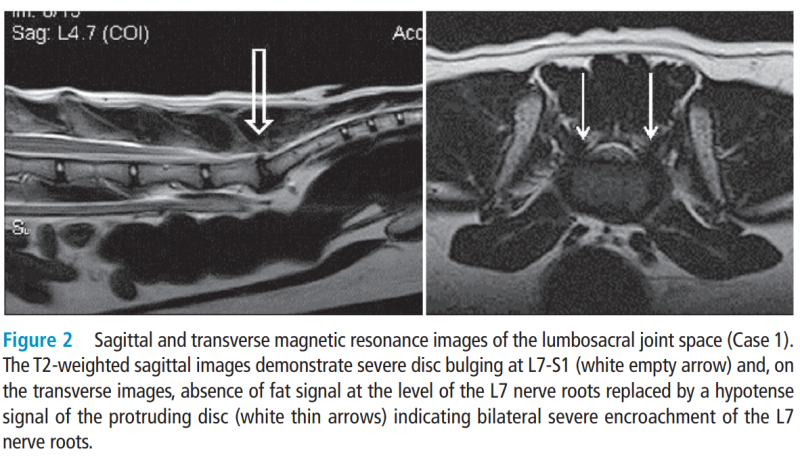 고양이 디스크 수술, 허리를 아파해요, 퇴행성 요천추 협착증 (DLSS), 고양이 MRI : 네이버 블로그