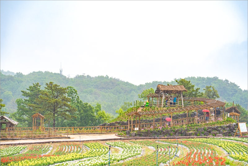 철원 고석정꽃밭 꽃축제 여행 관광지 가볼만한곳 입장료 주차정보 네이버 블로그