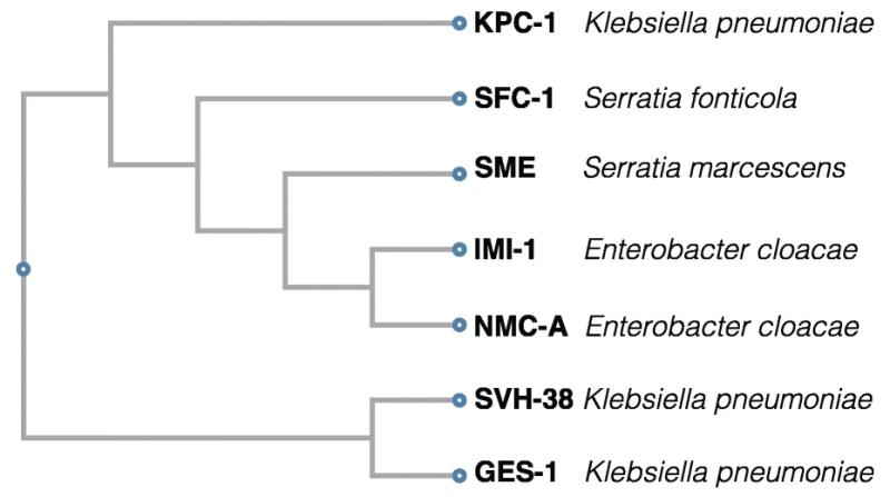세팔로스포린계에 내성을 갖는 광범위 베타-락타마제, Extended-spectrum beta-lactamases : 네이버 블로그