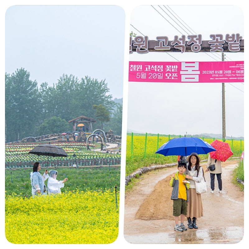 철원 고석정꽃밭 꽃축제 여행 관광지 가볼만한곳 입장료 주차정보 네이버 블로그