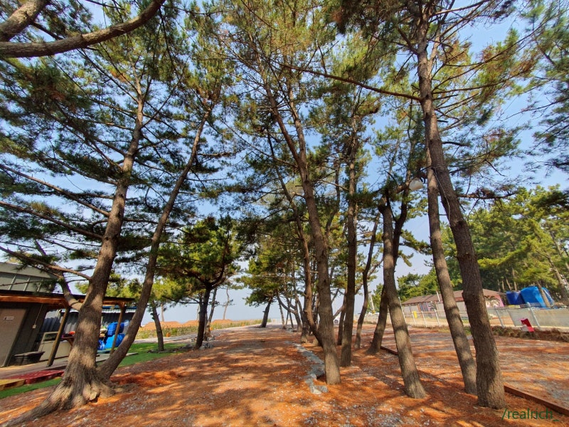 태안 청포대해수욕장 바다에서 첫뻔째 청포대일등캠핑장 파쇄석 네이버 블로그
