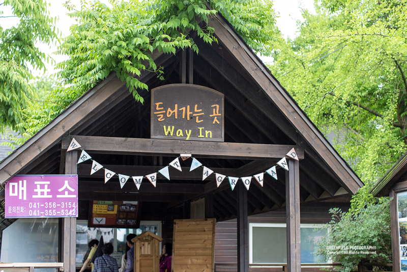 예산 아그로랜드 태신목장 수레국화와 양귀비가 절정이에요~ 네이버 블로그