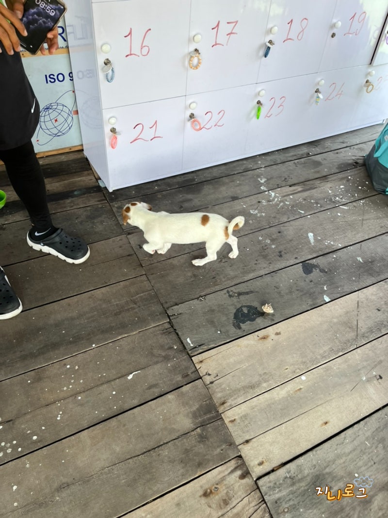 나트랑 여행 베나자 보트투어로 나트랑 섬 투어 스노클링투어 나트랑투어가격 베나자투어 네이버 블로그