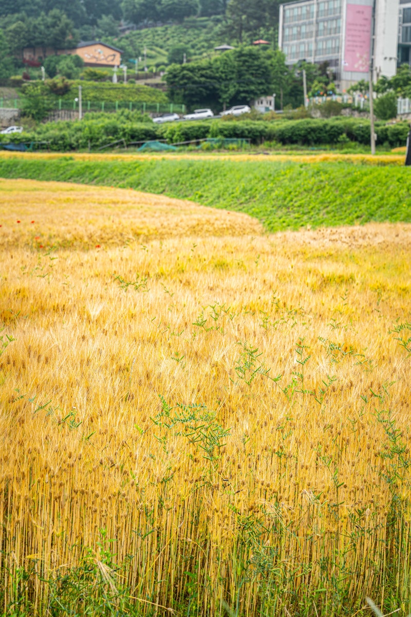 용인 여행 내동마을 연꽃단지 가볼만한곳 주차 화장실 네이버 블로그