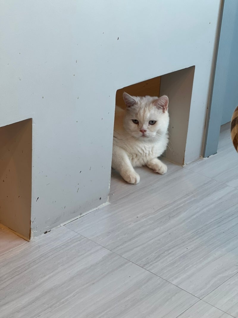 실내데이트하기 좋은 수원 영통 이색카페 아가마미고양이카페 : 네이버 블로그