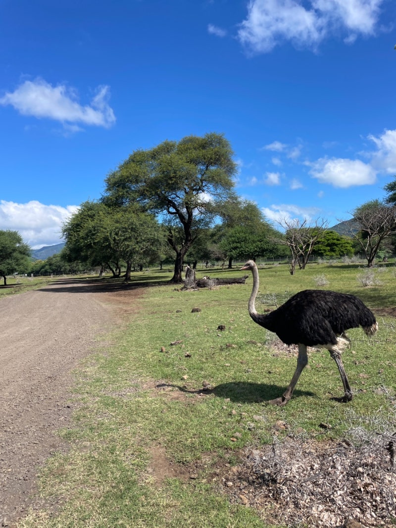 (신혼여행) 카젤라 파크 투어/ 쿼드 바이크 / 라이언 워킹 / 모리셔스 여행 / 모리셔스 신혼여행 : 네이버 블로그