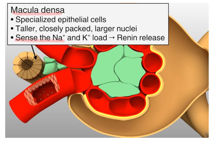 신사구체 여과율 : 네이버 블로그