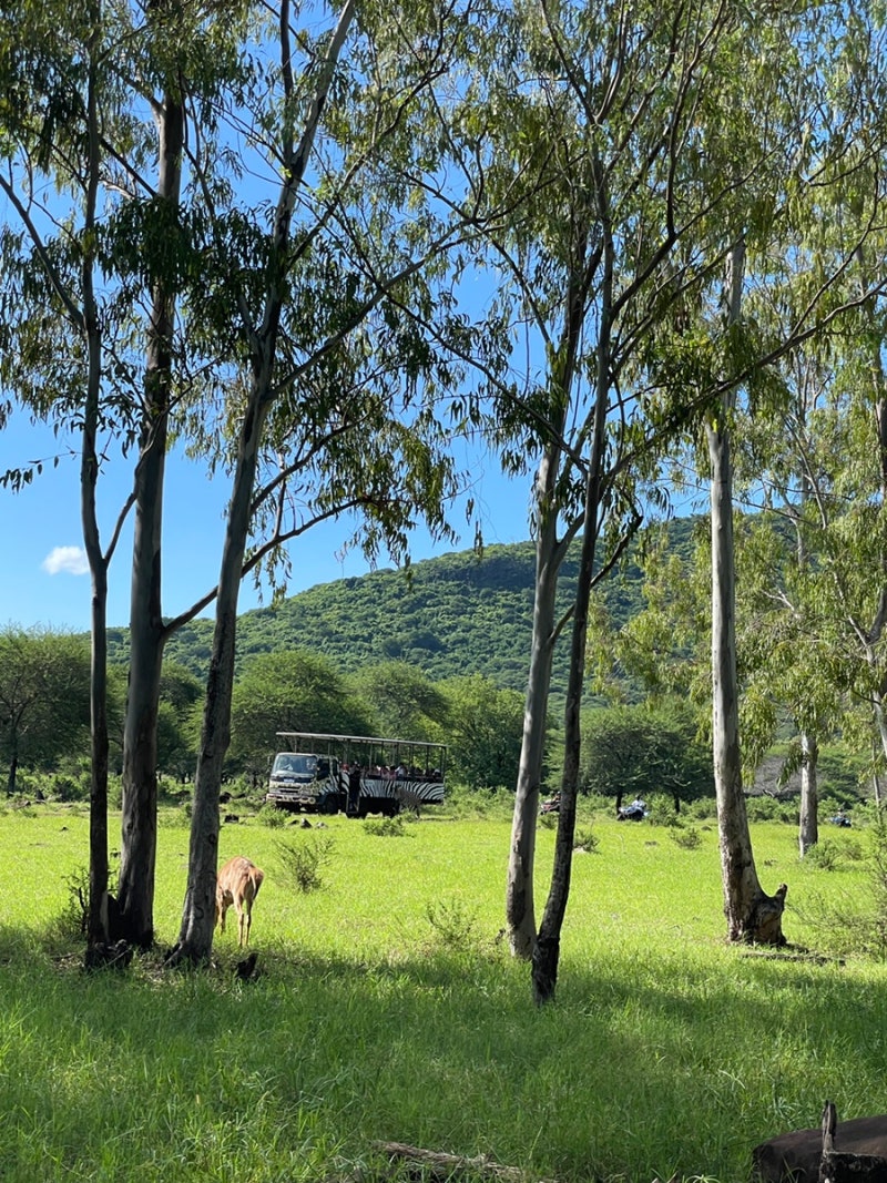(신혼여행) 카젤라 파크 투어/ 쿼드 바이크 / 라이언 워킹 / 모리셔스 여행 / 모리셔스 신혼여행 : 네이버 블로그