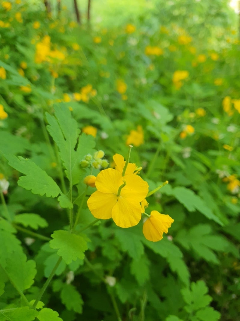 Hill의 ABCX 모델 (가족이 스트레스를 어떻게 경험하고 극복하는지 설명하는 모델) : 네이버 블로그