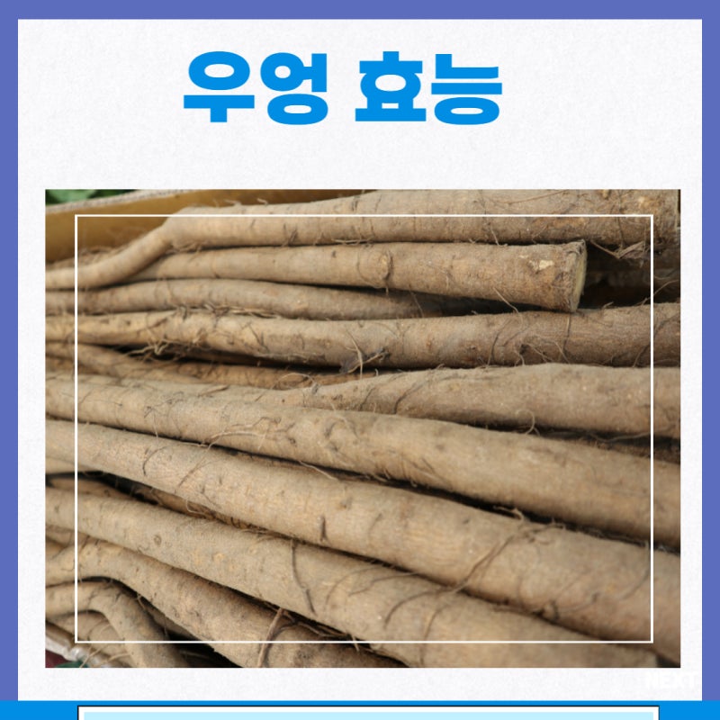 우엉 효능 칼로리 임산부 우엉차 효능 부작용 네이버 블로그