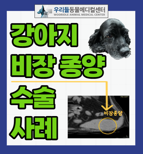 7살 강아지 건강검진하다가 비장 종양 담낭점액종 발견했어요 네이버 블로그