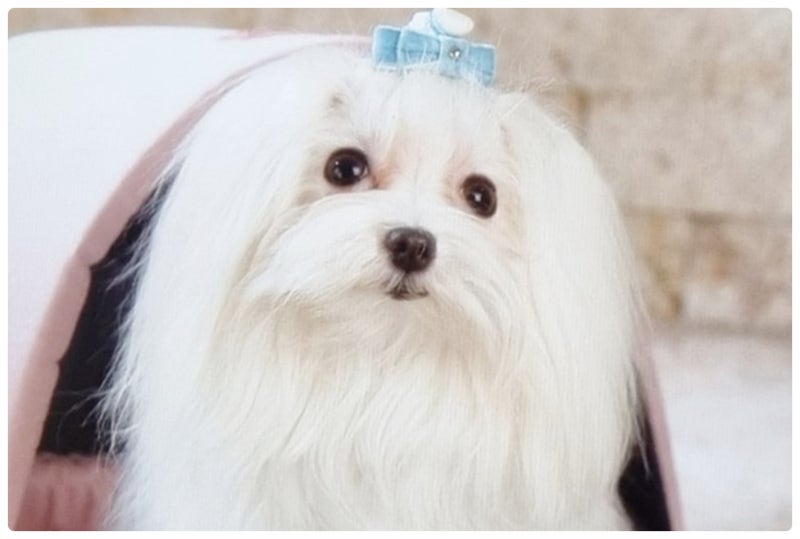 털 안빠지는 강아지 종류 알레르기 적은 소형견 네이버 블로그