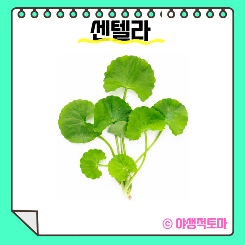 마데카솔 총정리 복합마데카솔 마데카솔 분말 마데카솔케어 마데카솔겔 성분 작용기전 효능 부작용 네이버 블로그