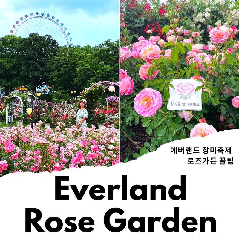 용인 가볼만한곳 에버랜드 장미축제 자유이용권 꿀팁 : 네이버 블로그