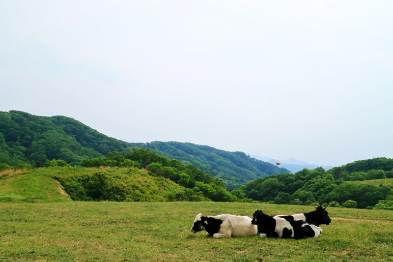 강원도 평창 대관령 양떼목장 3곳 비교 후기 삼양목장 하늘목장 포함 네이버 블로그