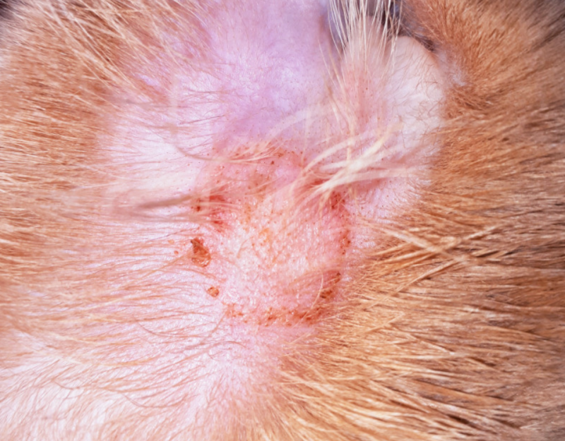 고양이 나이별 피부질환 링웜 치료 기간 다른 이유? : 네이버 블로그