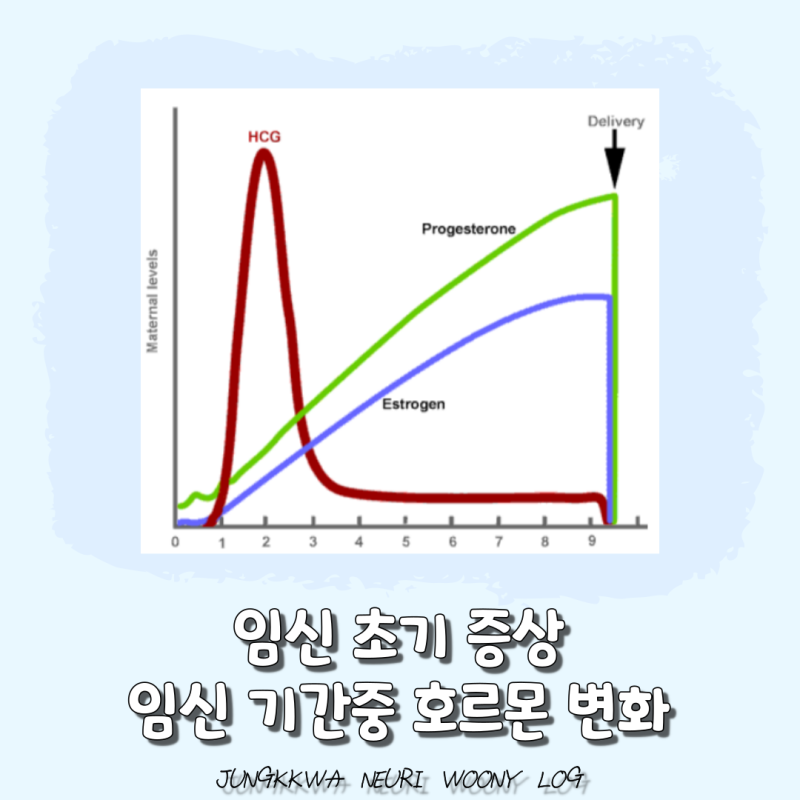 임신호르몬 여성호르몬 에스트로겐 프로게스테론 Hcg 릴렉신 옥시토신 네이버 블로그