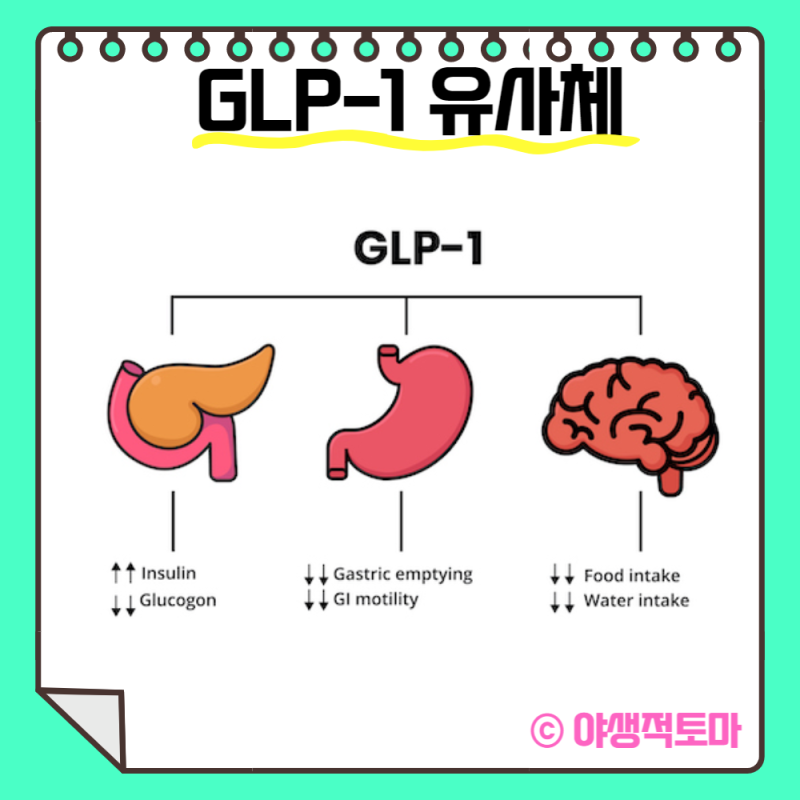 비만약 알룬정 Vs 아이미산 성분 작용기전 효능 부작용 Feat 일반의약품 네이버 블로그