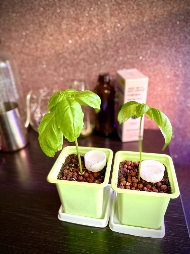 바질 삽수 수경재배 잔뿌리내림, 적심(잎끝따주기)작업 개체 무한번식하여 키우기 : 네이버 블로그