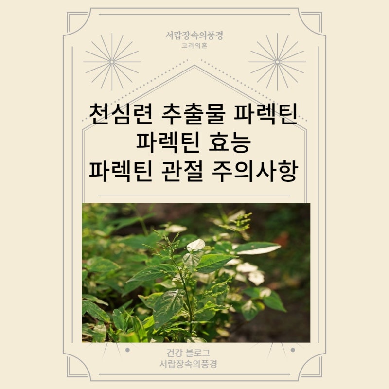 파렉틴 파랙틴 효능 천심련추출물 파렉틴 약리작용 천심련 약리작용 파랙틴 파렉틴 관절 주의사항 네이버 블로그