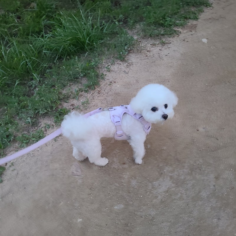 안산 애견동반 여행 필수 코스 강아지데리고갈만한곳 애견 동반 카페 바바카멜 네이버 블로그