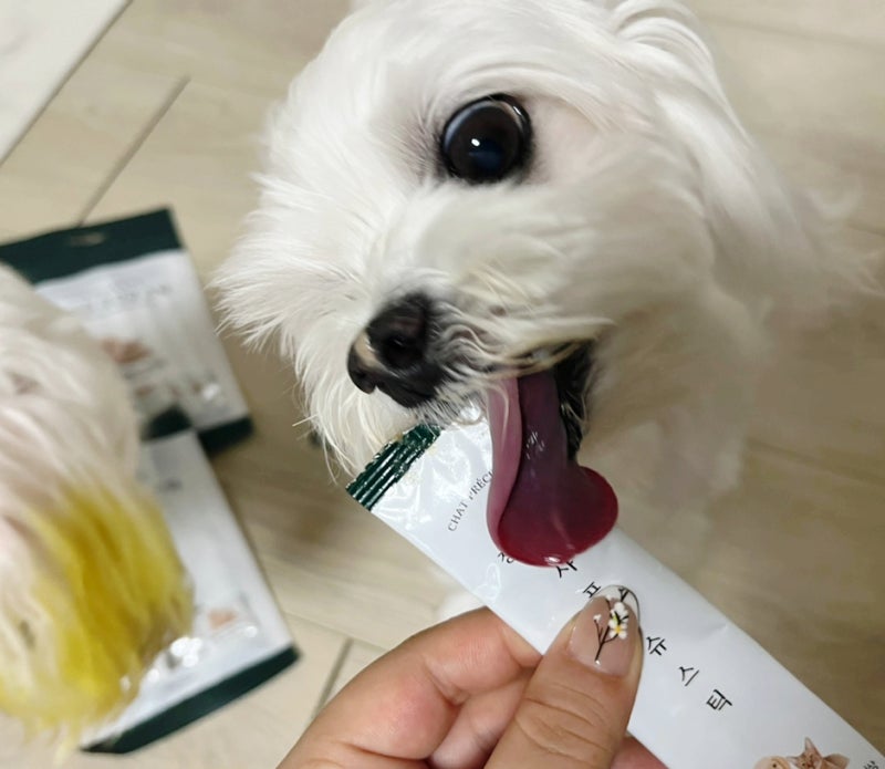 애견간식 반려견 영양제 샤프리슈 장건강면역력강화유산균 급여후기 네이버 블로그