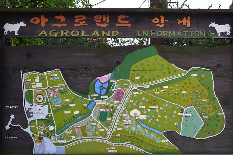 예산 태신목장 수레국화 양귀비 사진 찍기 좋은 포토존이 있는 아그로랜드 네이버 블로그