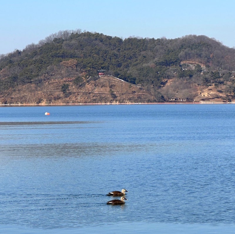 충남 예산 가볼만한곳 예당호 낚시 예당 무지개좌대 출렁다리뷰 좌대 B타입 주차 네이버 블로그