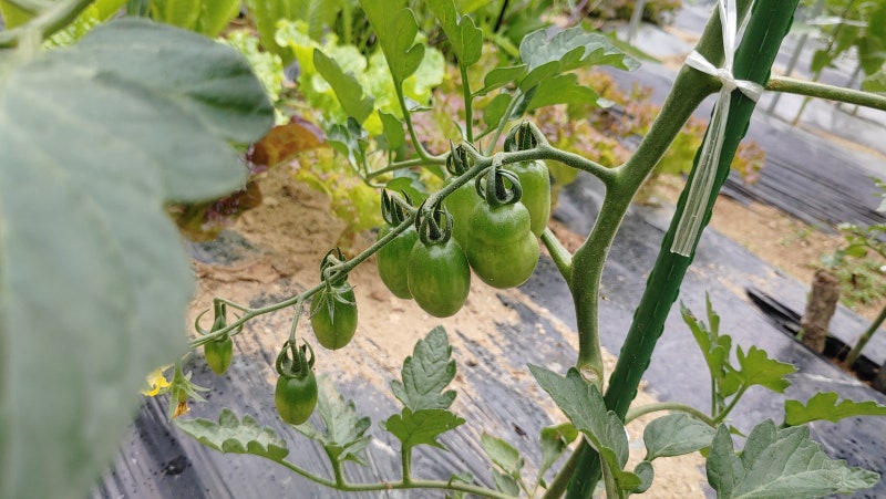 토마토 기르기 키우기 방법 방울토마토 모종 심기 지지대 물주기 꽃 열매 가지치기 곁순제거 네이버 블로그