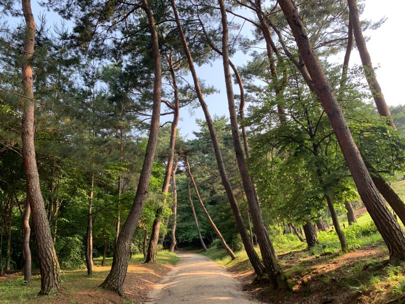 경기도 구리 가볼만한곳 동구릉 조선왕릉 숲길 개방 둘레길 산책 입장료 주차 네이버 블로그