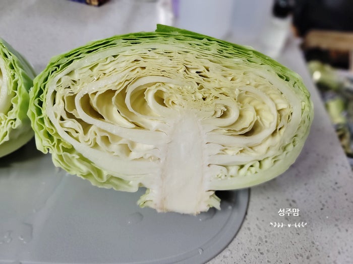 양배추 키우기 재배 심는시기 양배추 모종심기 후 수확시작 배추벌레 네이버 블로그
