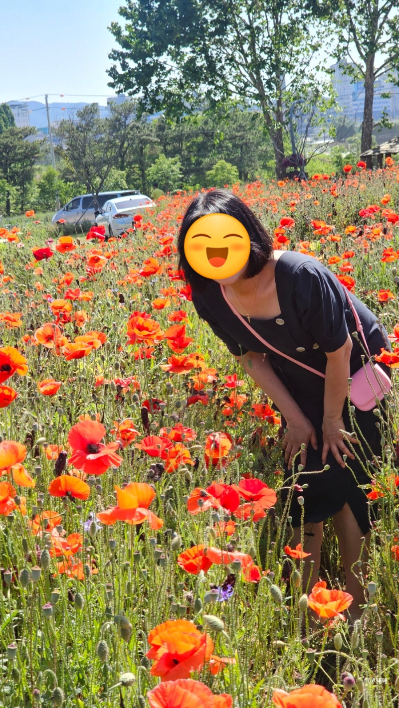 수원가볼만한곳 양귀비꽃 가득한 수원탑동시민농장 네이버 블로그