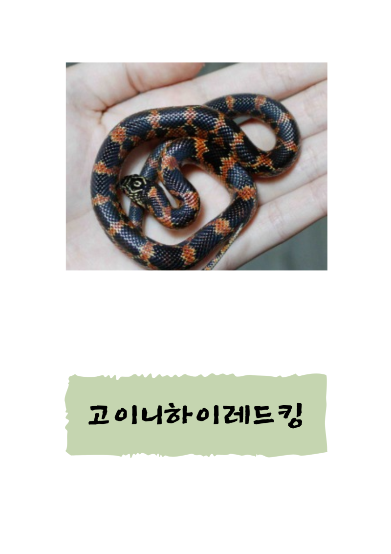 파충류분양 도마뱀 양서류 육지거북 뱀류 분양리스트 네이버 블로그