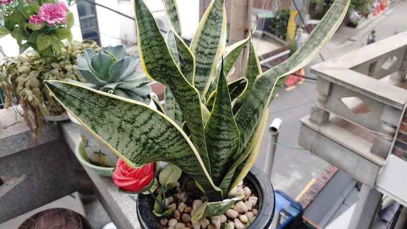산세베리아 키우기 슈퍼바 물주기 분갈이 번식 삽목 물꽂이 방법 실내공기정화나무 네이버 블로그
