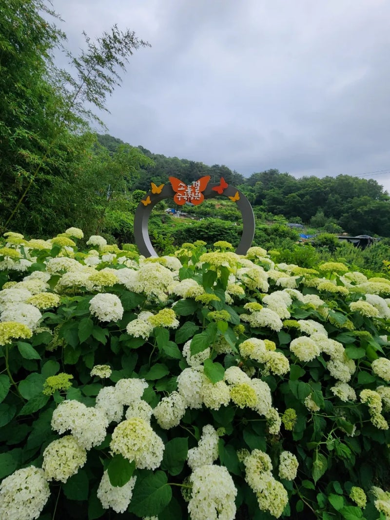 김해 대동 보현사둘러보기 수안마을 수국축제 방문 후기 네이버 블로그
