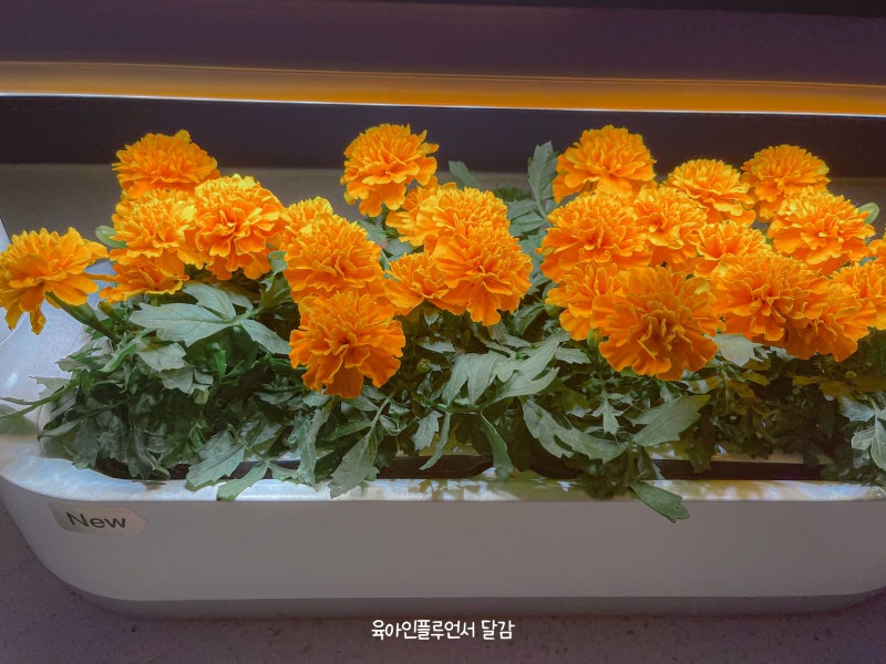 6월 탄생화 메리골드 꽃말 꽃차 효능 6월에 피는 꽃 네이버 블로그