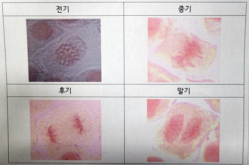 학교에서 할 수 있는 생명과학실험 체세포 분열 관찰sample 콩나물 또는 양파 뿌리 네이버 블로그