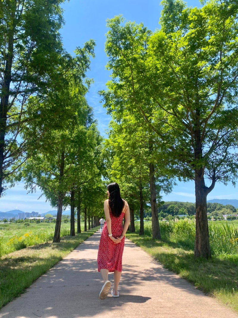강릉관광 메타세콰이어길🌿인생샷 명소 ‘경포생태저류지🌲feat주차정보꿀tip 포함 네이버 블로그
