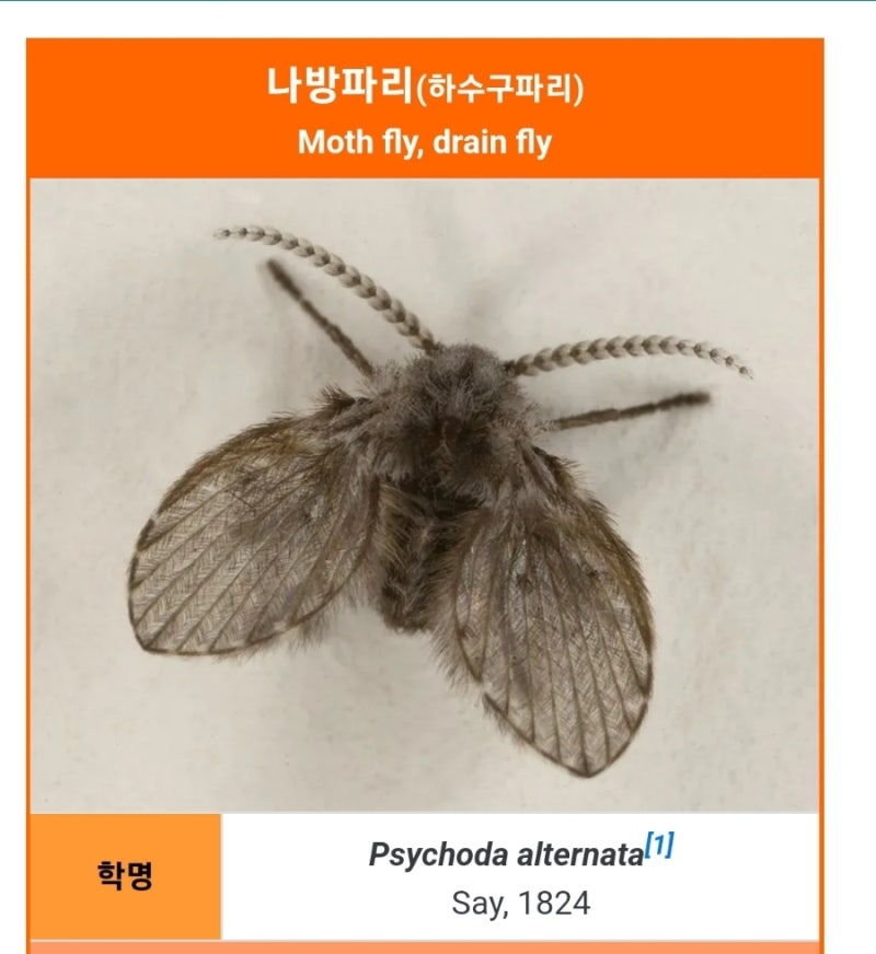 날파리 퇴치 방법 초파리 퇴치법 화장실날파리 나방 파리 하수구파리 없애는법 네이버 블로그