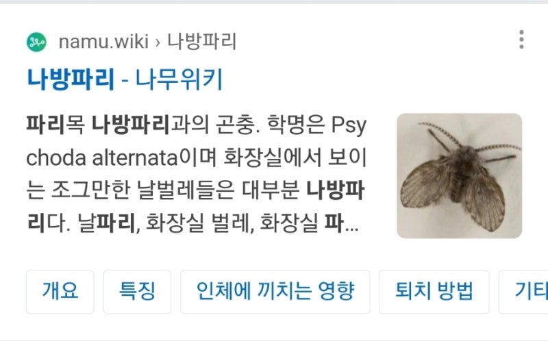 날파리 퇴치 방법 초파리 퇴치법 화장실날파리 나방 파리 하수구파리 없애는법 네이버 블로그