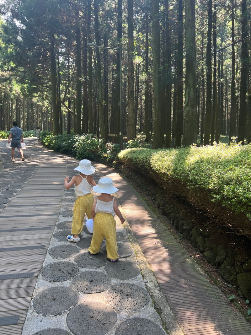 제주 절물자연휴양림 아이와 가볼만한곳 제주도 숲길 네이버 블로그