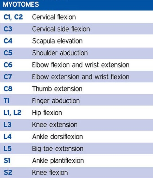 더마톰 마이오톰 차이 : dermatome myotome 피부 분절 근육 분절 뜻 : 네이버 블로그
