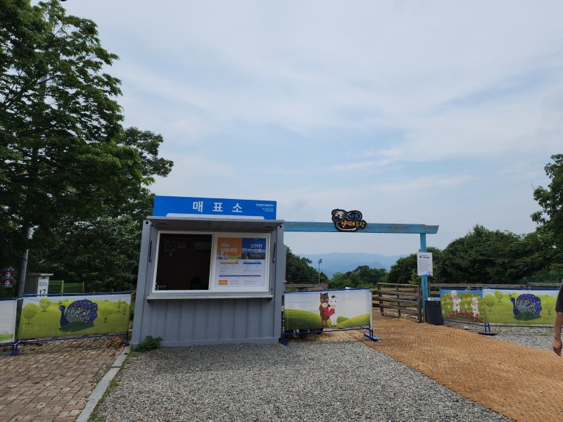 홍천 비발디파크 관광곤돌라하늘양떼목장카페가격 솔직후기 네이버 블로그